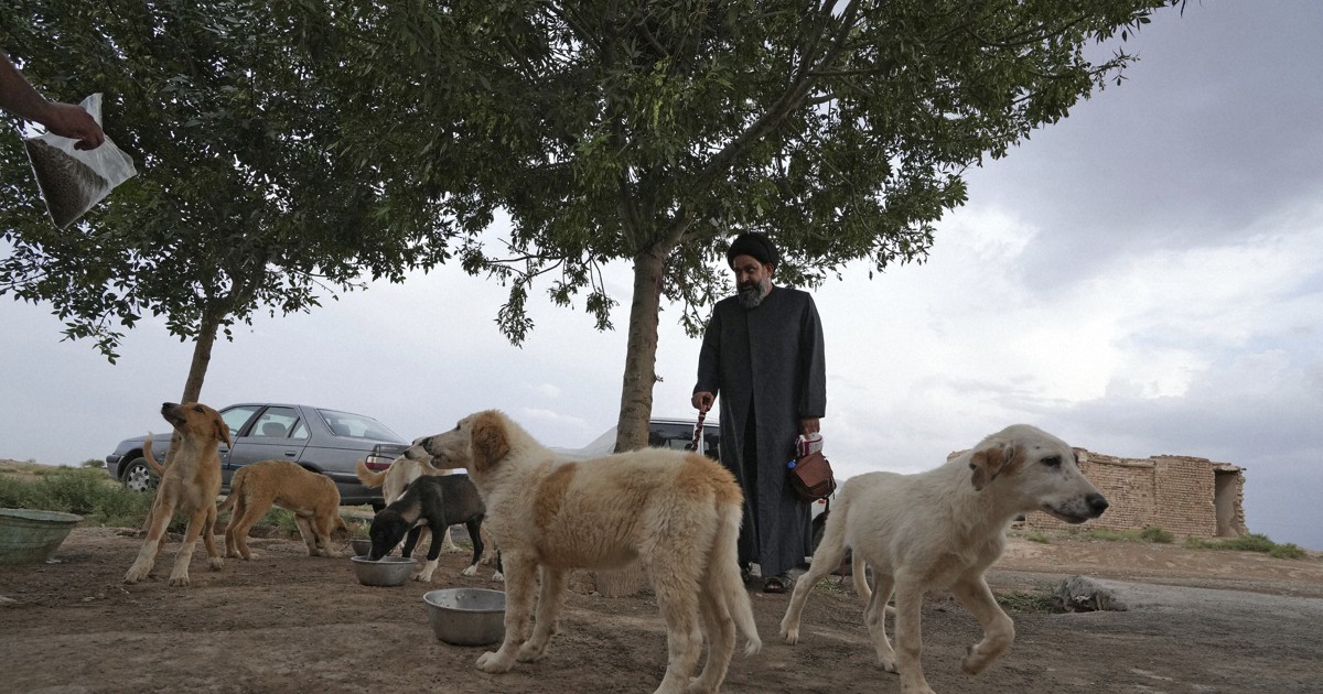 Defying taboos, Shiite cleric in Iran takes in street dogs and nurses ...