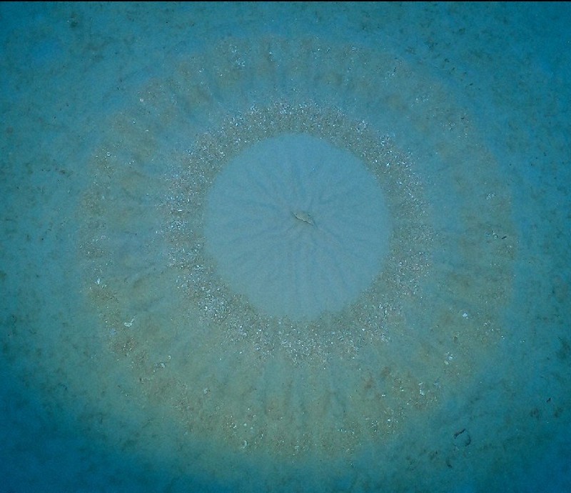 Elaborate 'mystery circles of love' made by pufferfish off Japan's ...