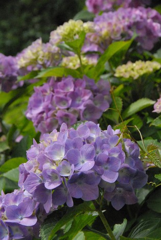 Why do blooming hydrangeas come in different colors? Japan researcher ...