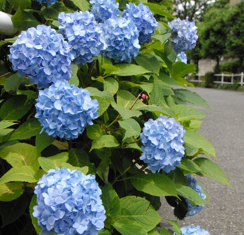 Why do blooming hydrangeas come in different colors? Japan researcher ...