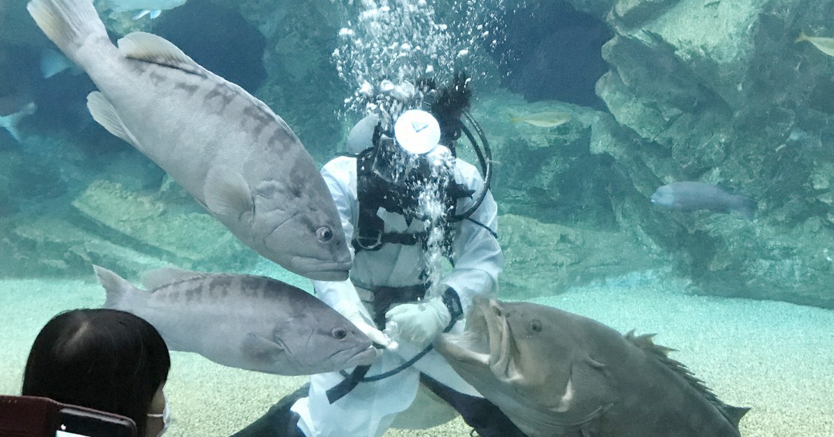 'Diving dentist' helps visitors brush up on fish tooth awareness at ...