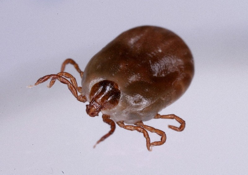 Caution urged after Kyoto Pref. woman hit by potentially fatal tick ...