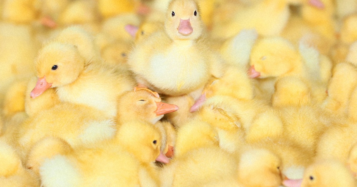 水田での活躍近いカモ 大阪・出荷最盛期 | 毎日新聞