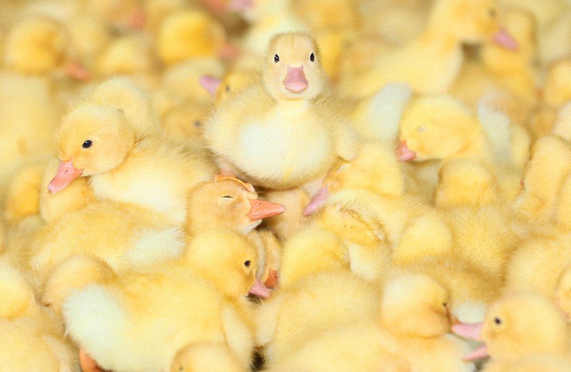 Shipments of ducklings to patrol rice paddies peaks at west Japan ...