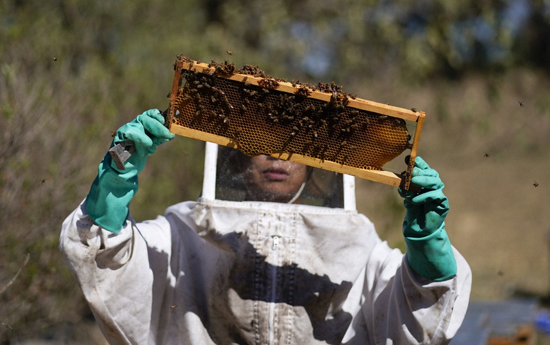 Let it bee: The women on a mission to save Mexico City's bees - The ...