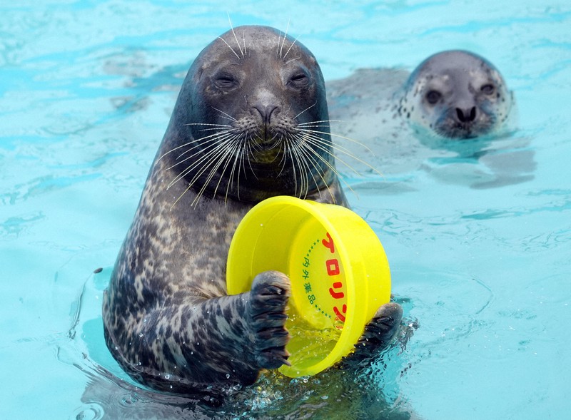Bath bucket-slapping seal steals the show at Hokkaido aquarium - The ...