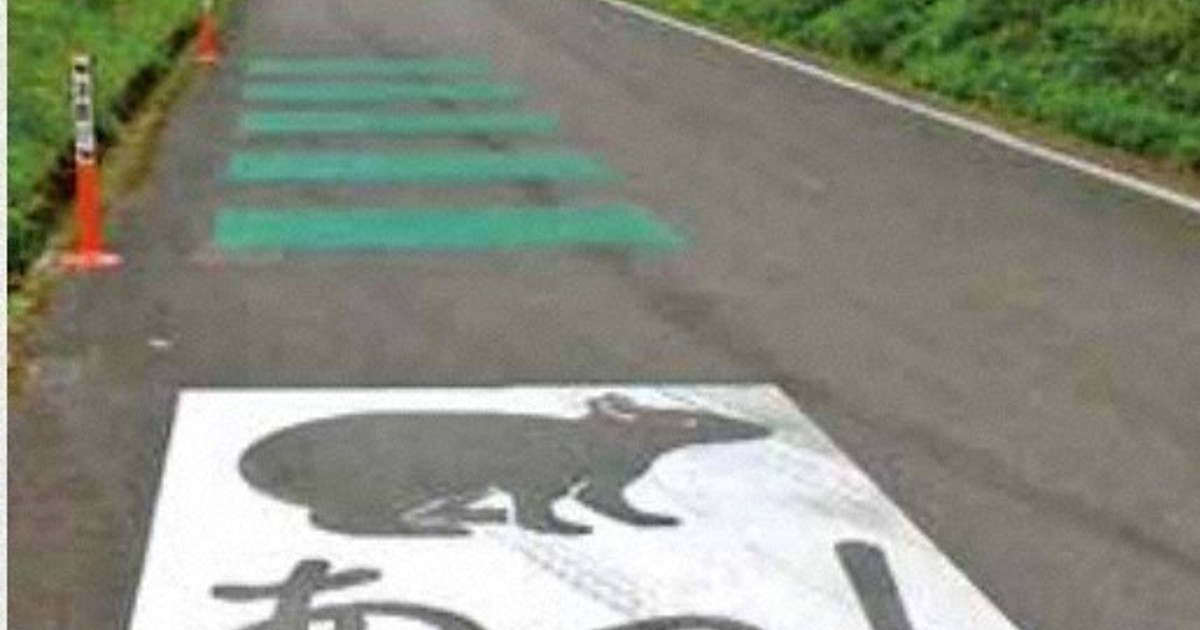 Road markings featuring native rabbits installed to protect them in ...
