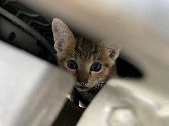 Rainy June sees more cats sneaking into car engine compartments than ...
