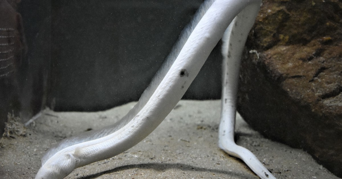 Rare white tiger snake eel on display at west Japan aquarium - The Mainichi