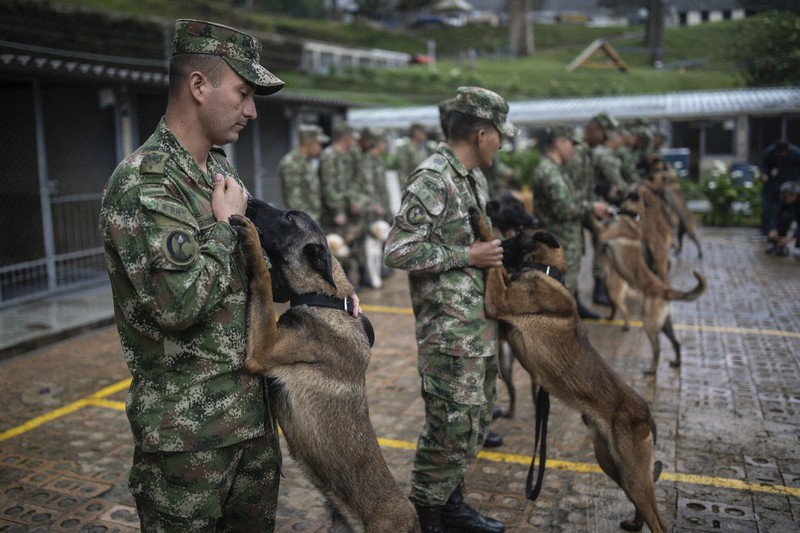 Colombian military searches for heroic dog who helped find children in ...