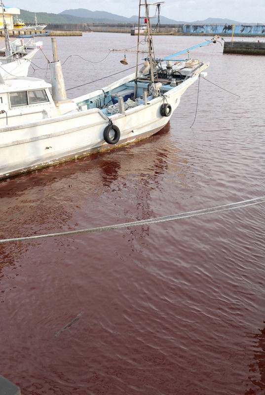 In Photos: Okinawan fishing port seeing red after colored coolant water ...