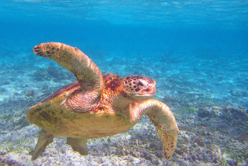Japan experts call for end to baby sea turtle release events - The Mainichi