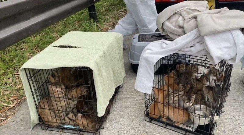 70 cats, some dead, found inside couple's van in east Japan - The Mainichi