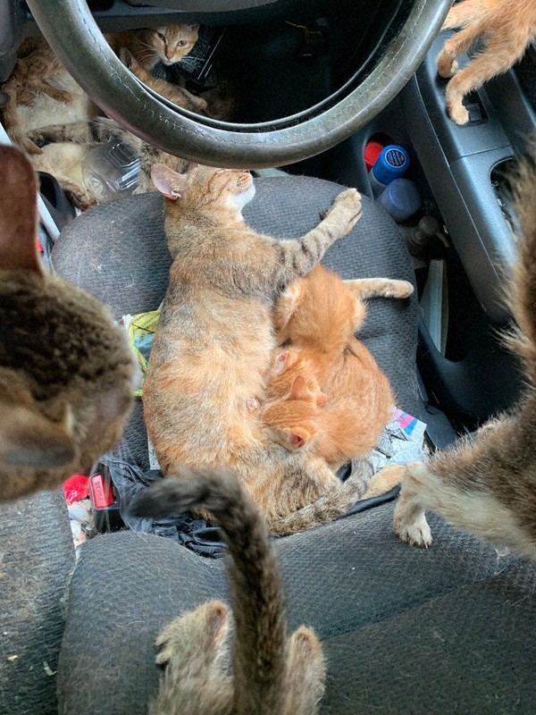 70 cats, some dead, found inside couple's van in east Japan - The Mainichi