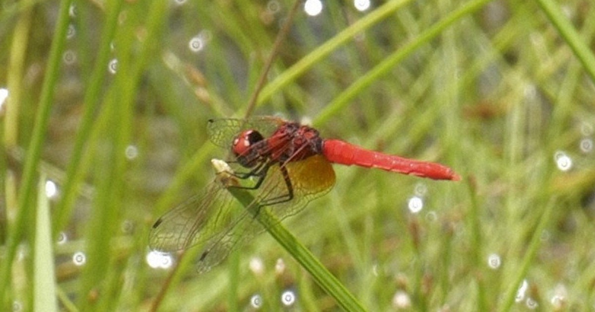 Japan's smallest dragonflies, designated as vulnerable, seen in ...