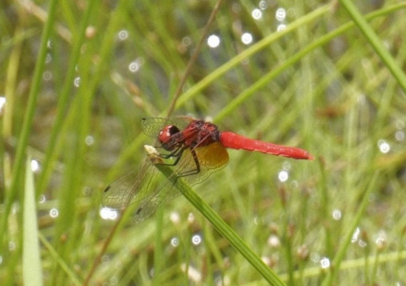 Japan's smallest dragonflies, designated as vulnerable, seen in ...