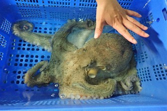 'Record-size' octopus bought by west Japan seafood dealer savored -- as ...