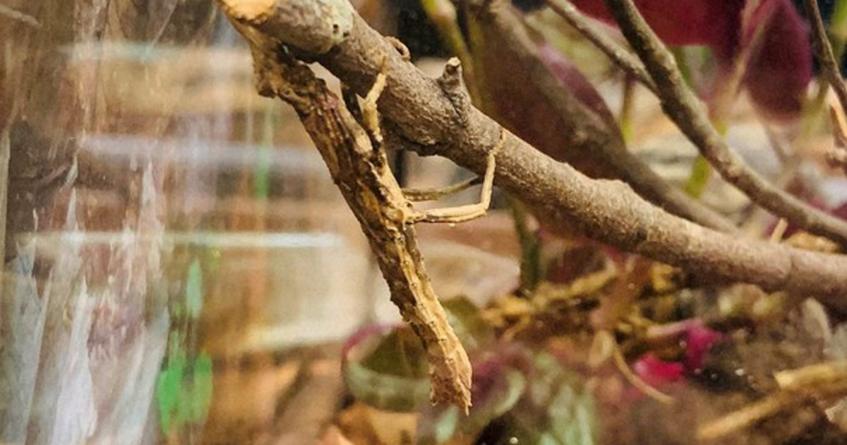 In Photos: Insects' mimicry, camouflage abilities on display Osaka Pref ...