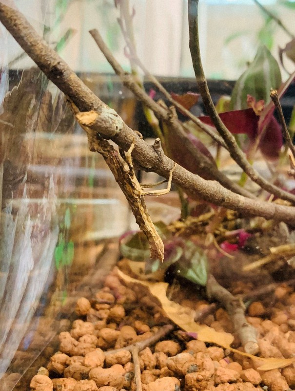 In Photos: Insects' mimicry, camouflage abilities on display Osaka Pref ...