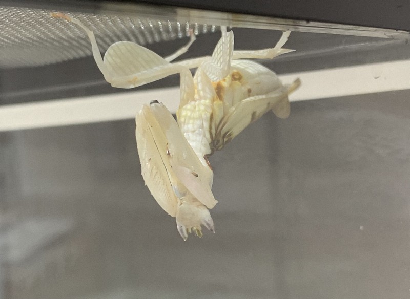 In Photos: Insects' mimicry, camouflage abilities on display Osaka Pref ...