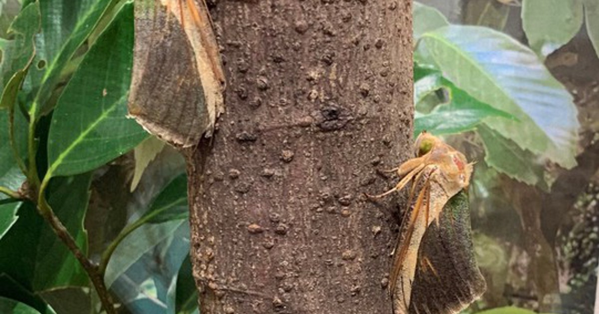 In Photos: Insects' mimicry, camouflage abilities on display Osaka Pref ...