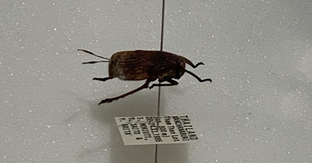 In Photos: Insects' mimicry, camouflage abilities on display Osaka Pref ...