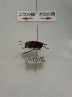 In Photos: Insects' mimicry, camouflage abilities on display Osaka Pref ...