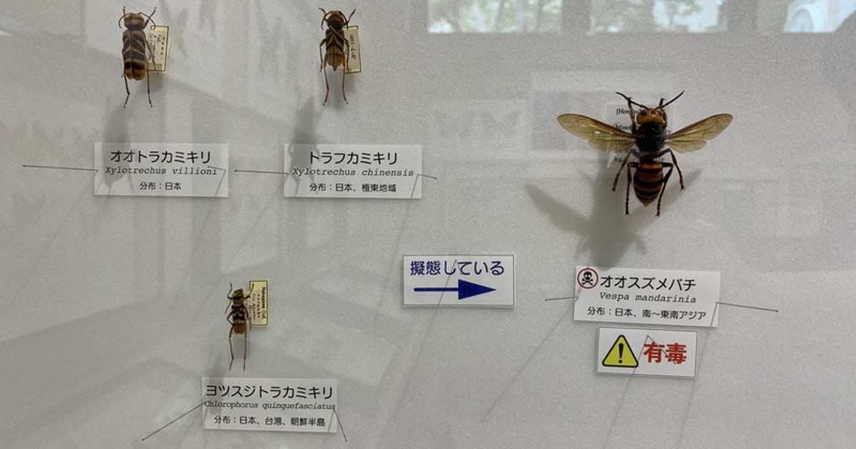 In Photos: Insects' mimicry, camouflage abilities on display Osaka Pref ...
