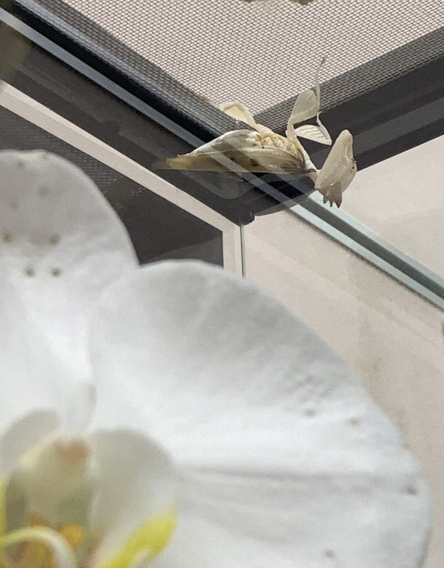 In Photos: Insects' mimicry, camouflage abilities on display Osaka Pref ...