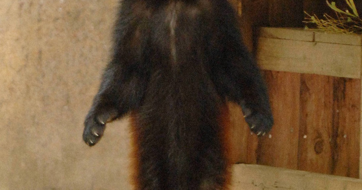 20th birthday party held for former standing red panda star at east ...