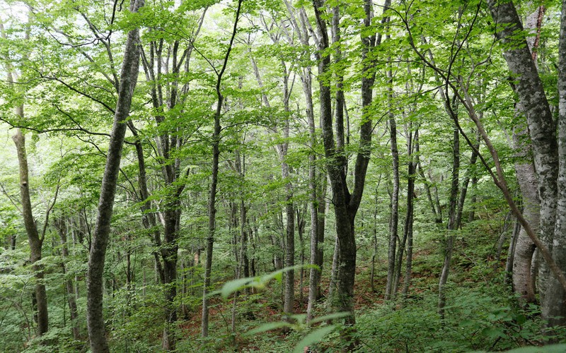 超中学受験：目指せ！！地理マスター 都道府県への道 青森県 | 毎日新聞