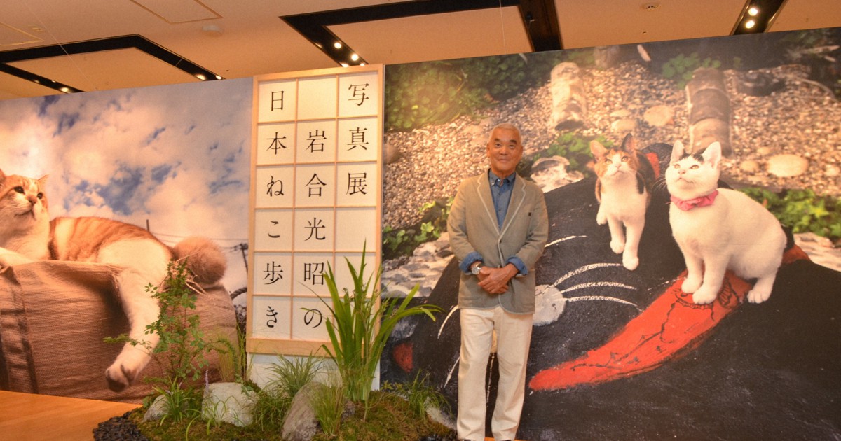 Cat photos exhibited in Osaka as photographer reveals tips for cute ...