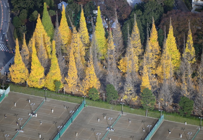 Editorial: Tokyo should rethink plan to cut down historical trees for ...