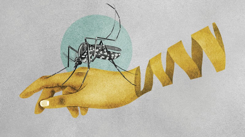 As temperatures rise, mosquitoes are also on the move. Scientists worry ...