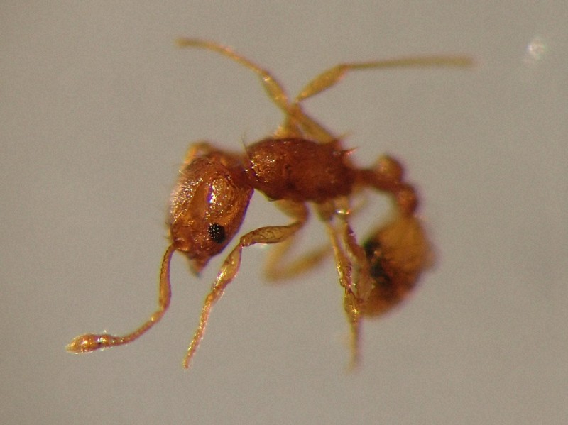 News Navigator: How dangerous are little fire ants recently found in ...
