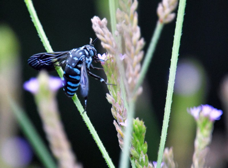 'Lucky' blue bees return for annual pollen hunt at southwest Japan park ...
