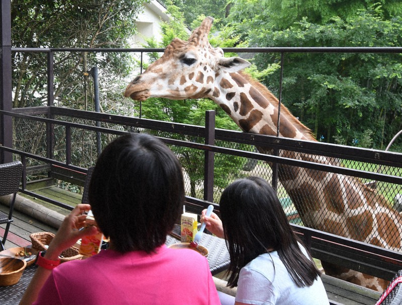 Breakfast with giraffes: East Japan zoo's 'glamping' resort offers ...