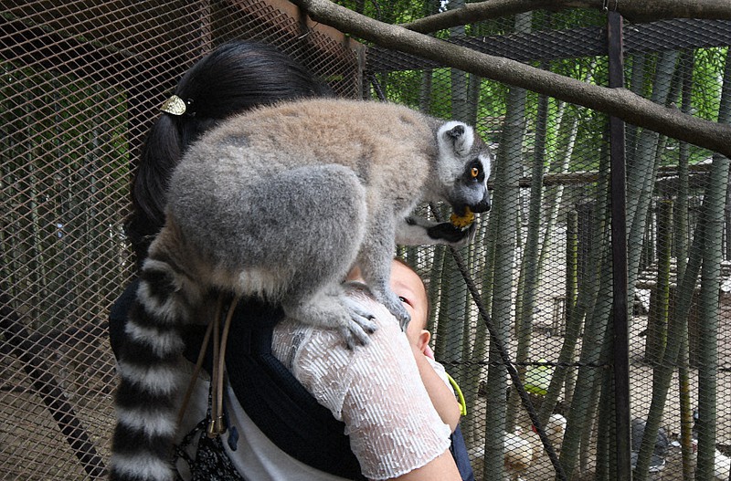 Breakfast with giraffes: East Japan zoo's 'glamping' resort offers ...