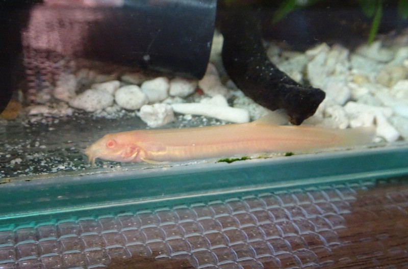 'I was surprised but happy!': 2nd grader finds rare albino loach in ...