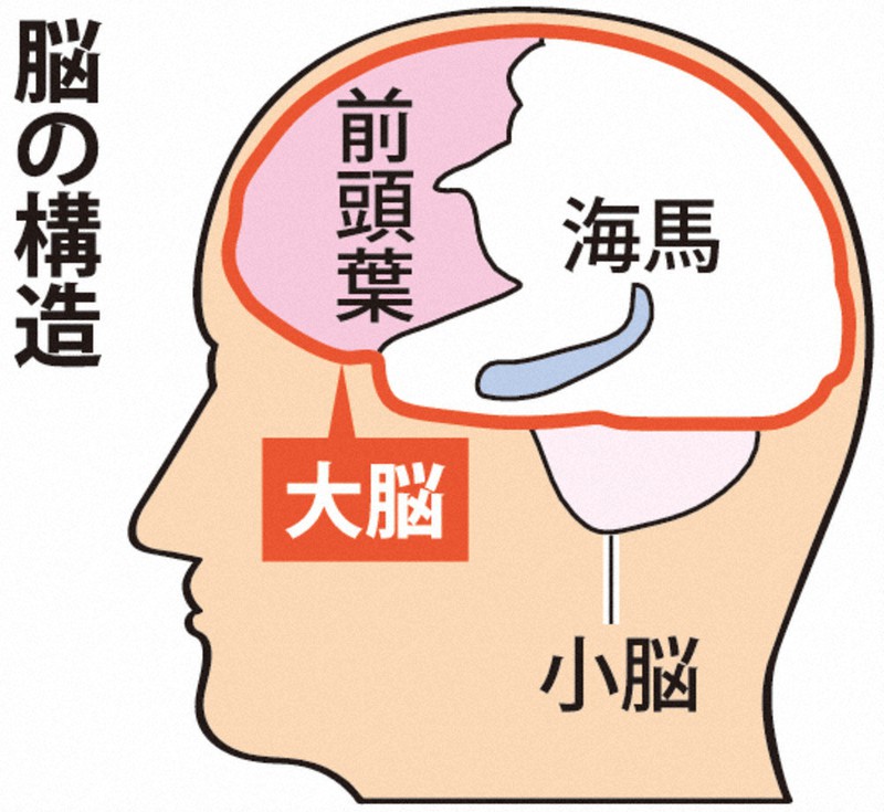 The brain 'welcomes' alcohol despite links to atrophying: Japan ...