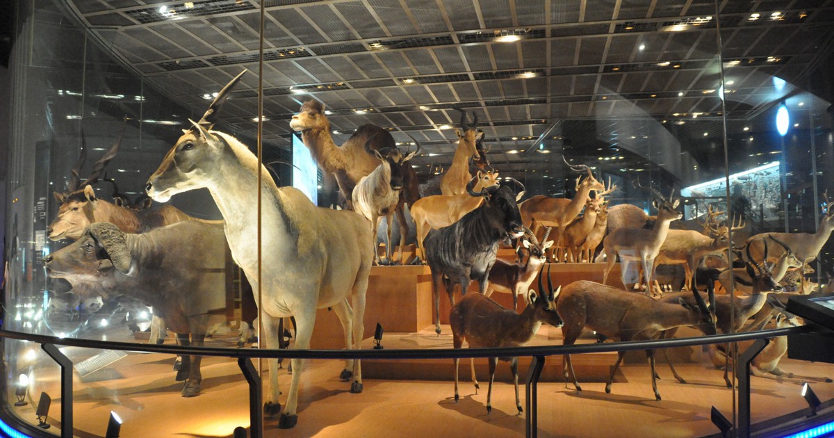 Japan nat'l science museum reaches crowdfunding goal of 100 mil. yen in ...