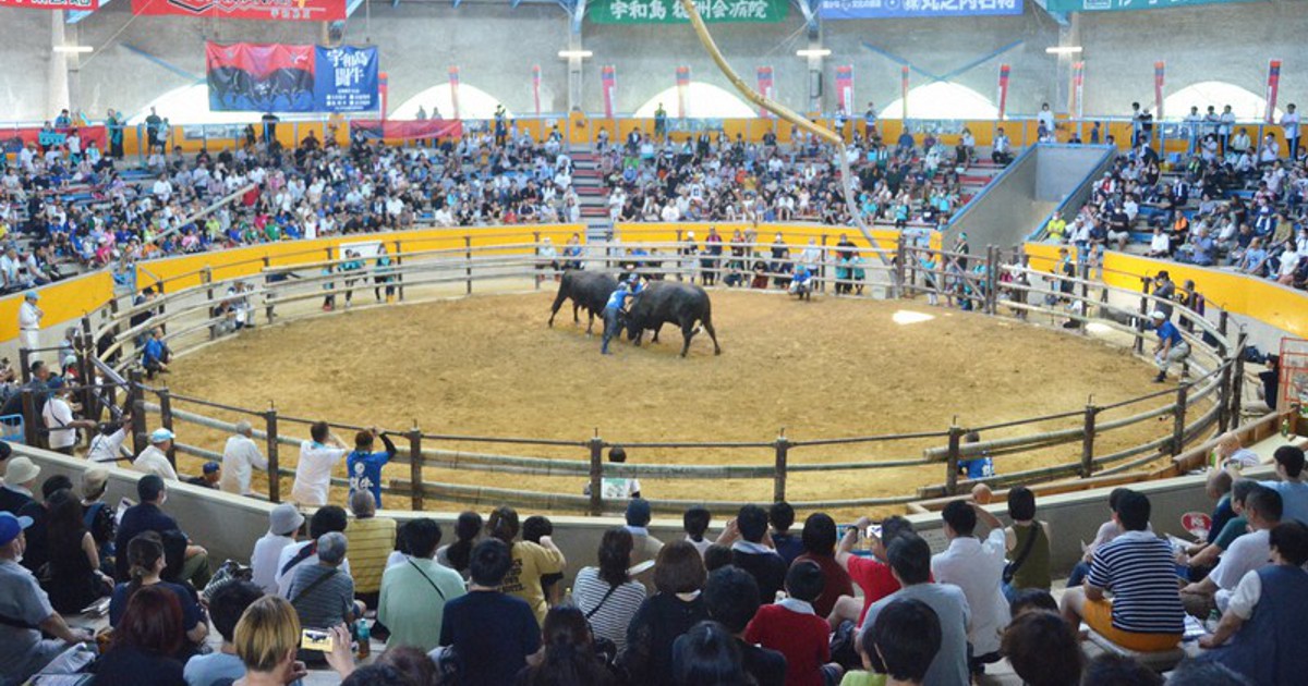 In Photos: Crowd cheers as 1-ton bulls clash in 'sumo' bouts in west ...
