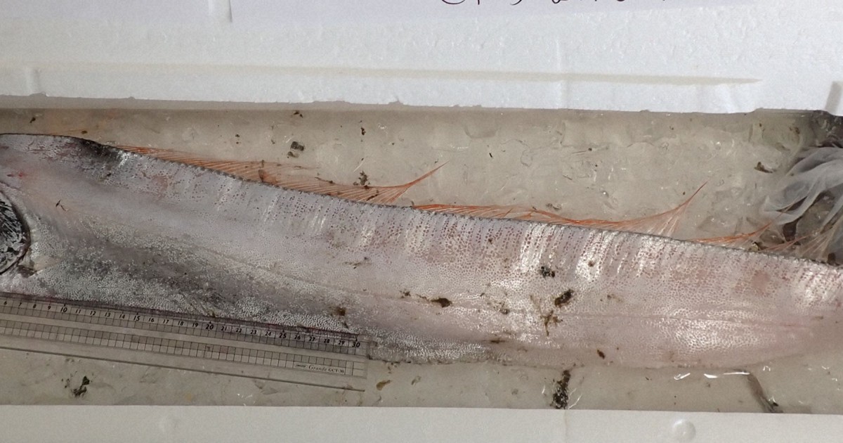 Rare ribbonfish caught in Japan's Seto Inland Sea was far beyond usual ...