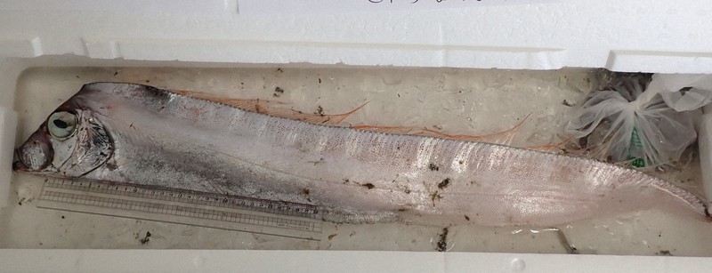 Rare ribbonfish caught in Japan's Seto Inland Sea was far beyond usual ...