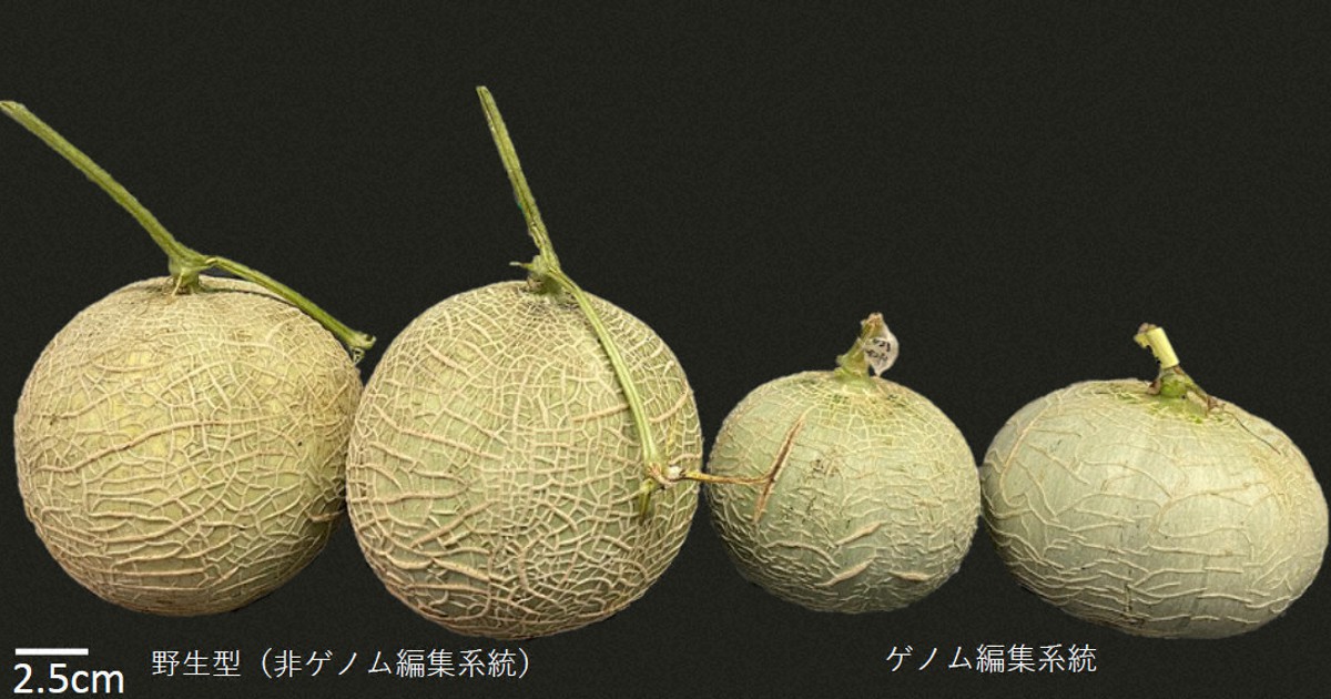 Japanese researchers develop genome-edited long-lasting melons - The ...