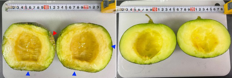 Japanese researchers develop genome-edited long-lasting melons - The ...