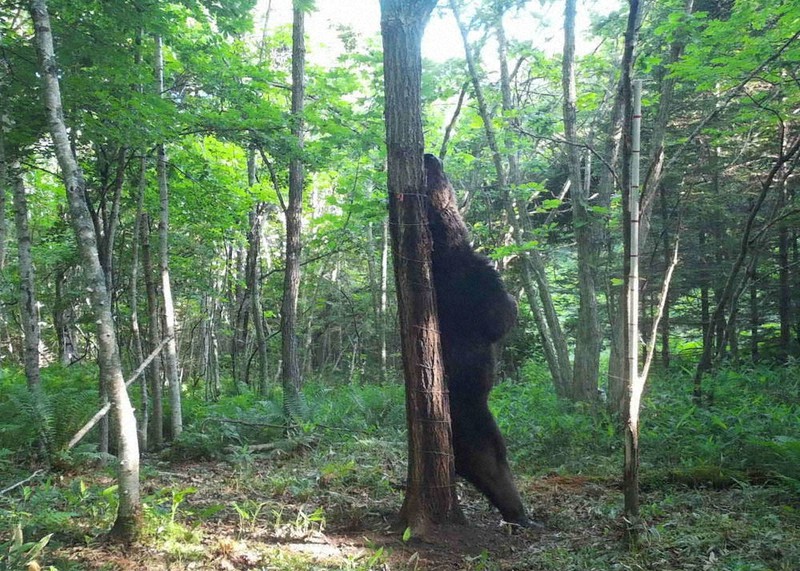 標茶・厚岸で牛66頭が被害 OSO18 捕獲一報、安堵の一時 警戒緩めず、被害連絡体制構築を ／北海道 | 毎日新聞