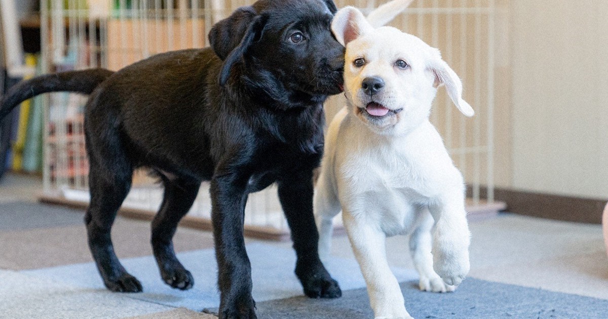 Japan prefecture to train 2 Labrador retriever puppies to become cancer ...