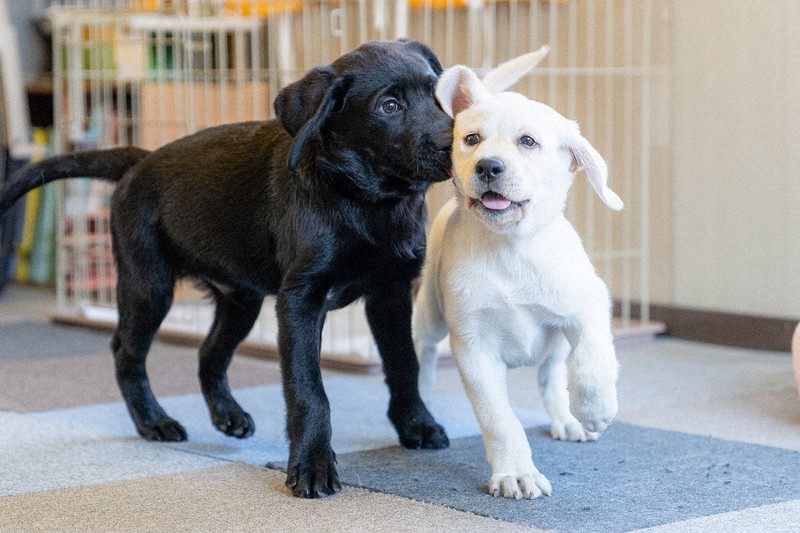 Japan prefecture to train 2 Labrador retriever puppies to become cancer ...