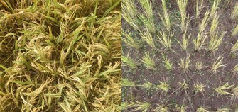 AI-based app created by Japan researchers can predict rice harvest with ...